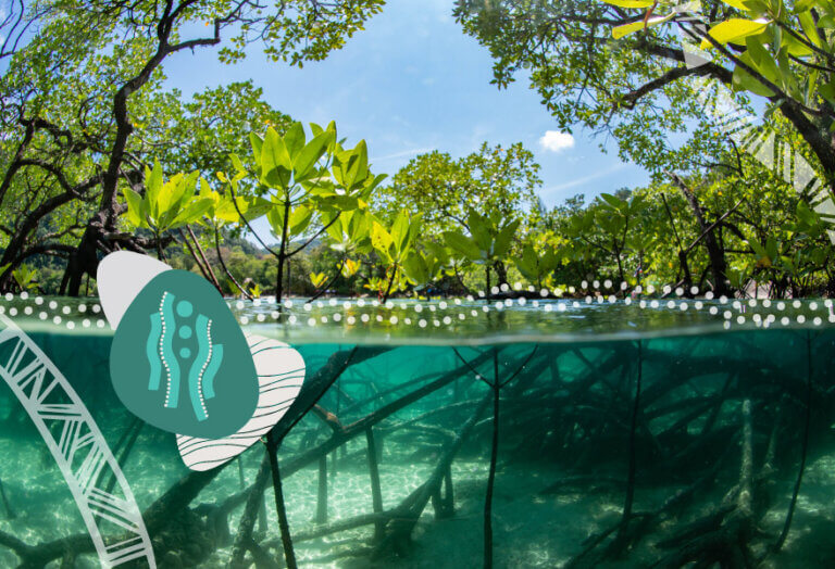 Our Reef Stories - Sharing the important and inspiring stories that are reframing our narrative.